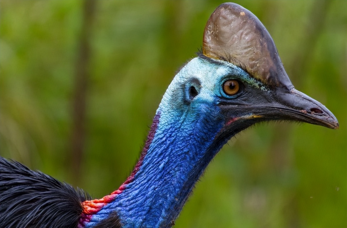 The most ferocious bird in the world record, can kick through the steel ...