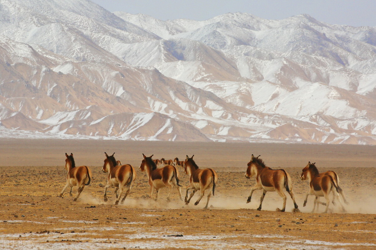 Xinjiang found a strange fox, sitting on the ground, squinting at ...