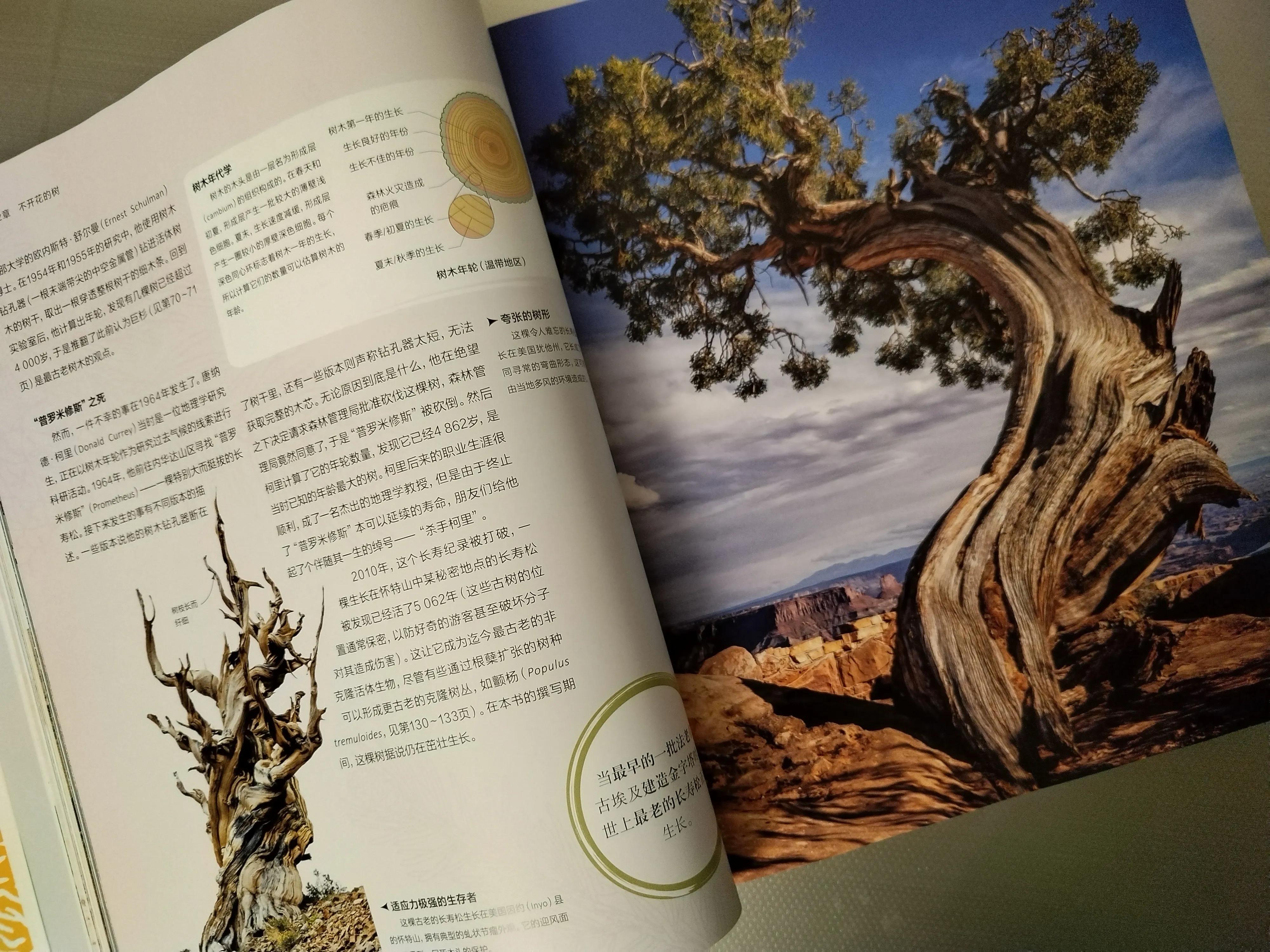 DK Tree Encyclopedia: Approaching the mystery of the green giant ...