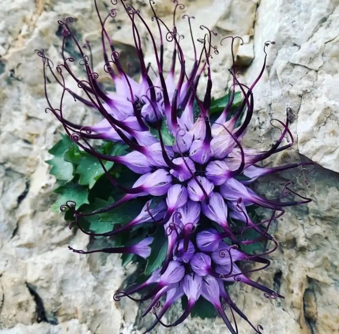 The way plants live is much more adaptable and free than we think! - iMedia