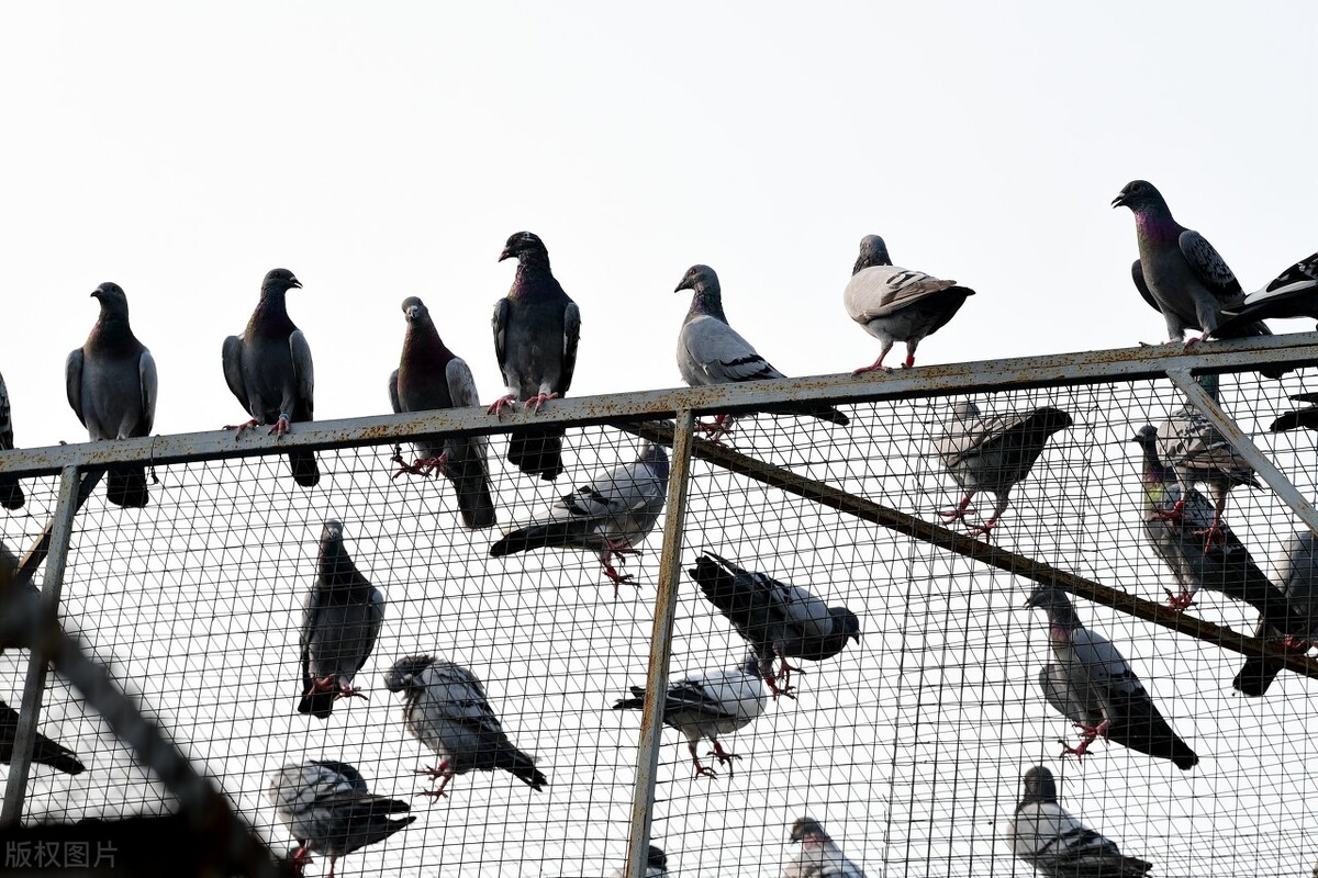 Is it possible to succeed simply by imitating famous artists? - iNEWS