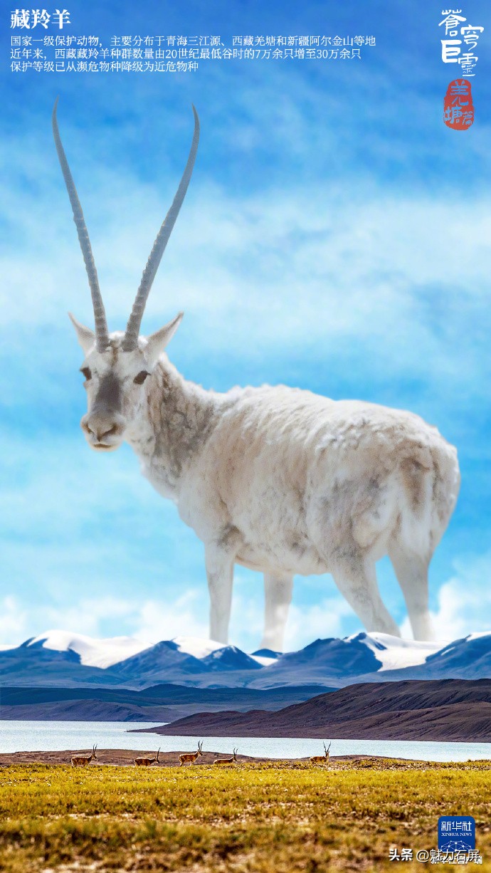 collect! Qiang Tang Chapter - iNEWS