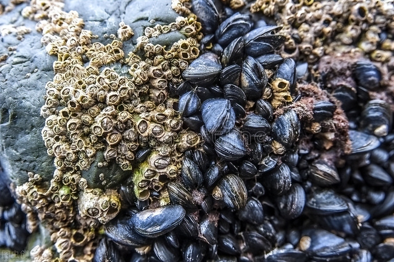 The barnacles hated by foreigners are regarded as treasures by the ...