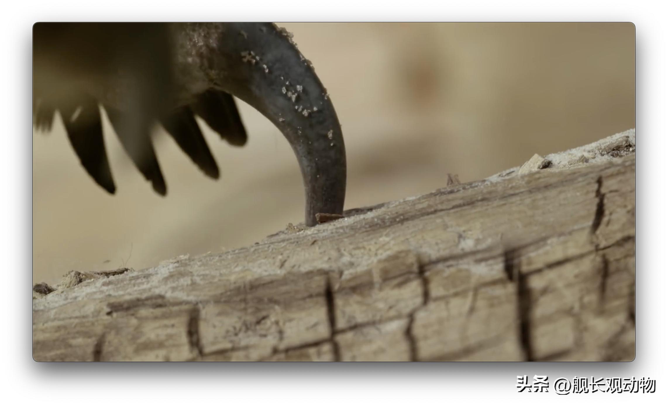 Prehistoric mini-dinosaurs, natural enemies of termites, desert experts ...