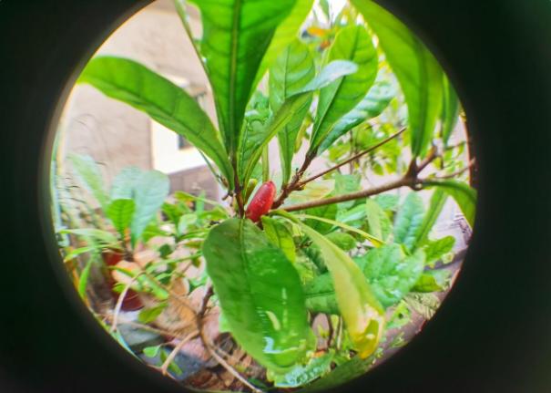 Miracle fruit, a national treasure plant native to Africa, has uses and ...