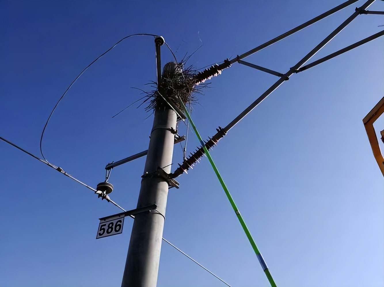 Birds often choose to inhabit places such as power transmission ...