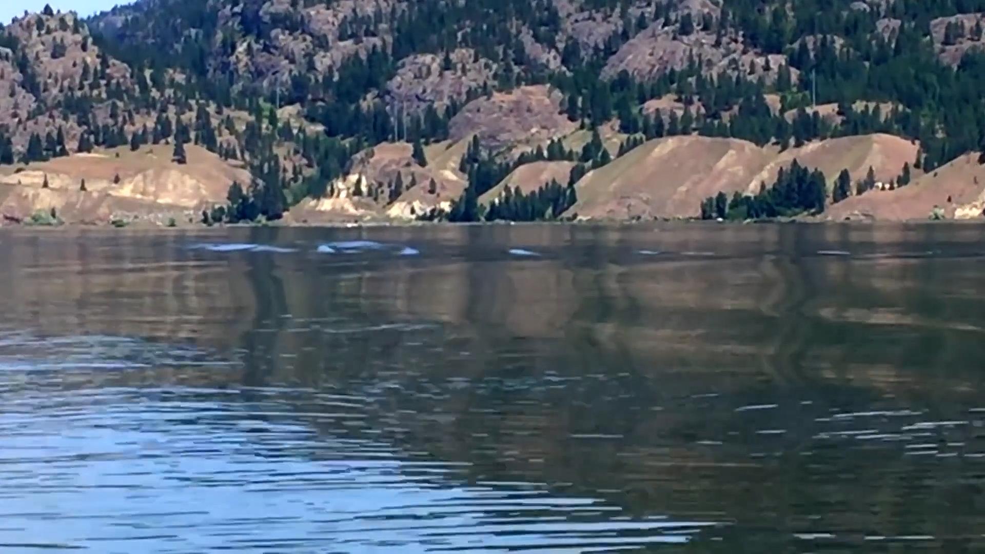 A mysterious "water monster" was found in a Canadian lake, and strange ...