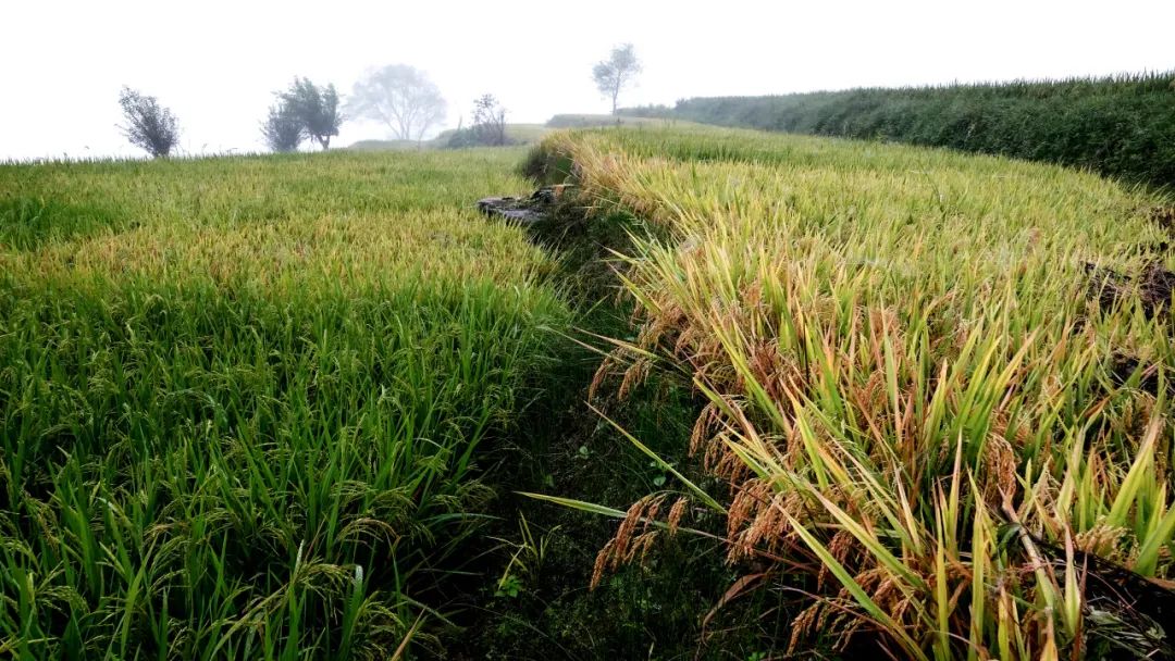In summer, the terraced fields of Samaba are so beautiful, don't you ...