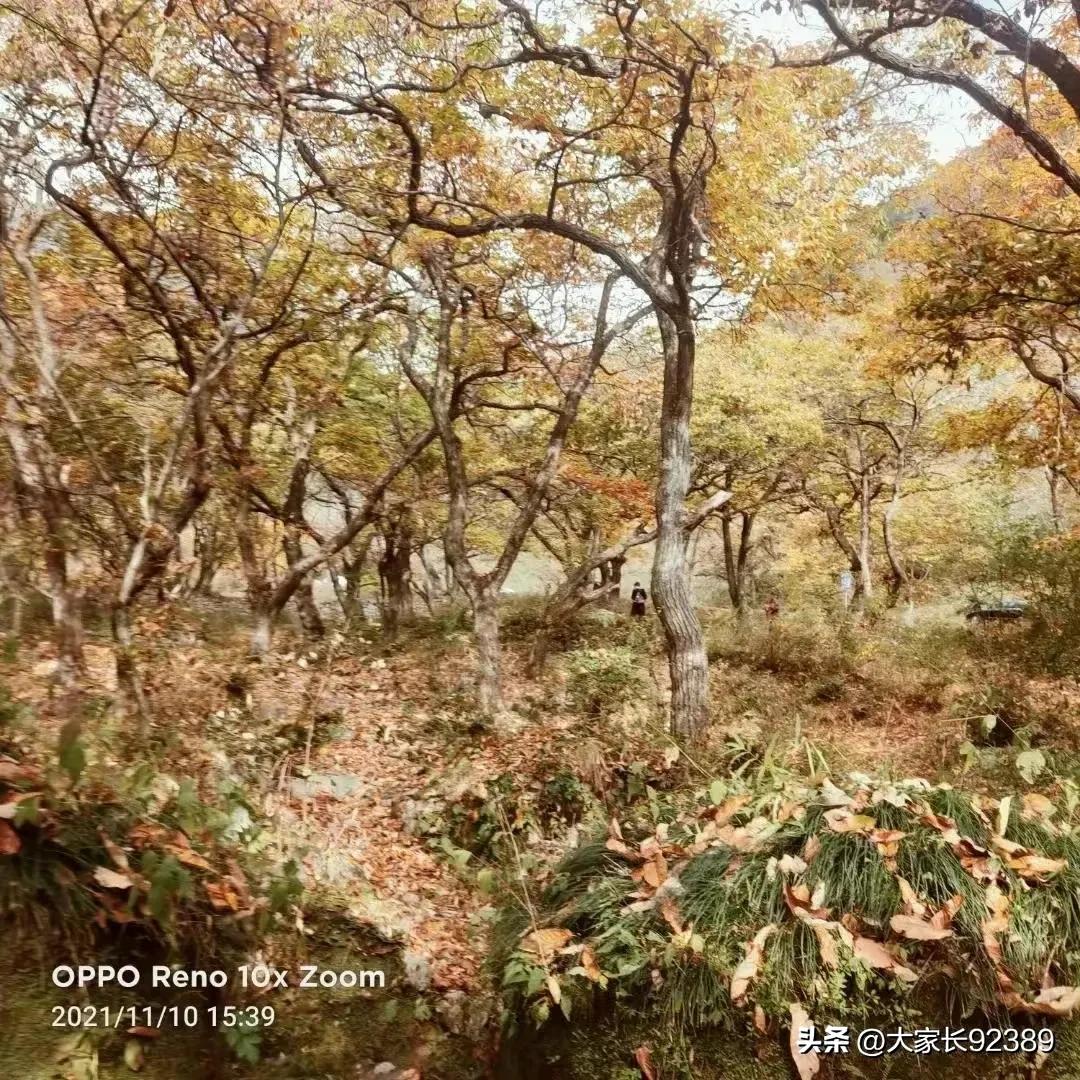 The Great Beauty of Hanyuan: The Secret Realm of Shuangxi Chestnut ...