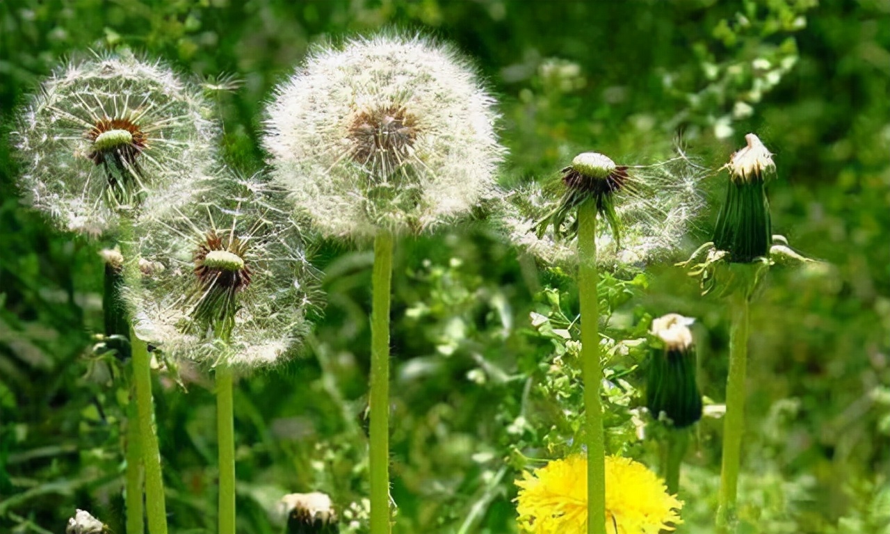 What are the benefits of drinking dandelion in water?Who can't drink ...
