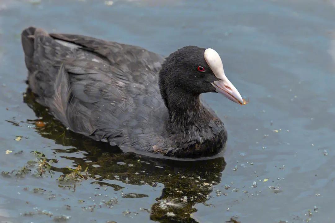 Natural Beauty: Coot - iNEWS