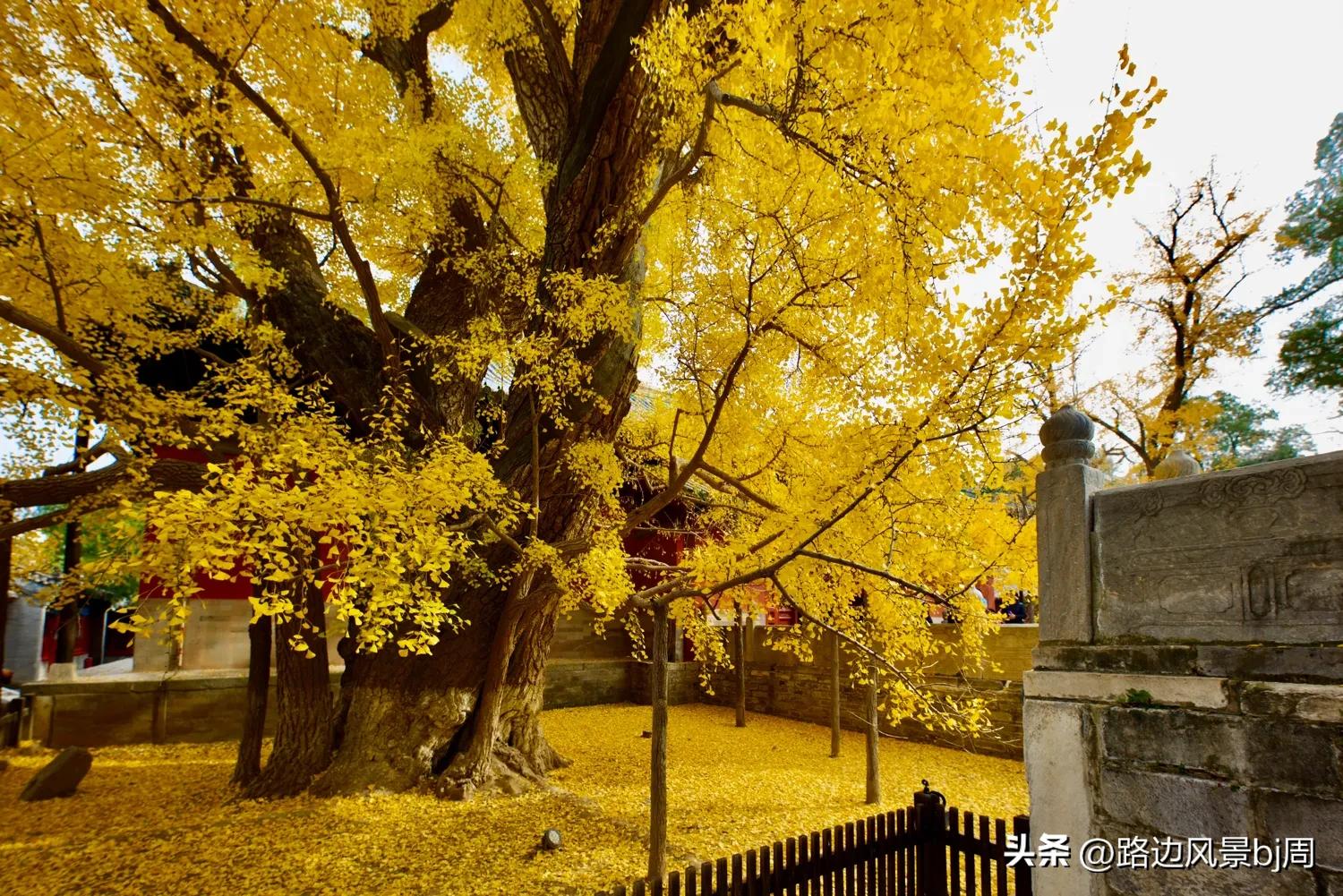 Dajue Temple to Jiufeng, Forest Bathing on the Millennium Ancient Road ...