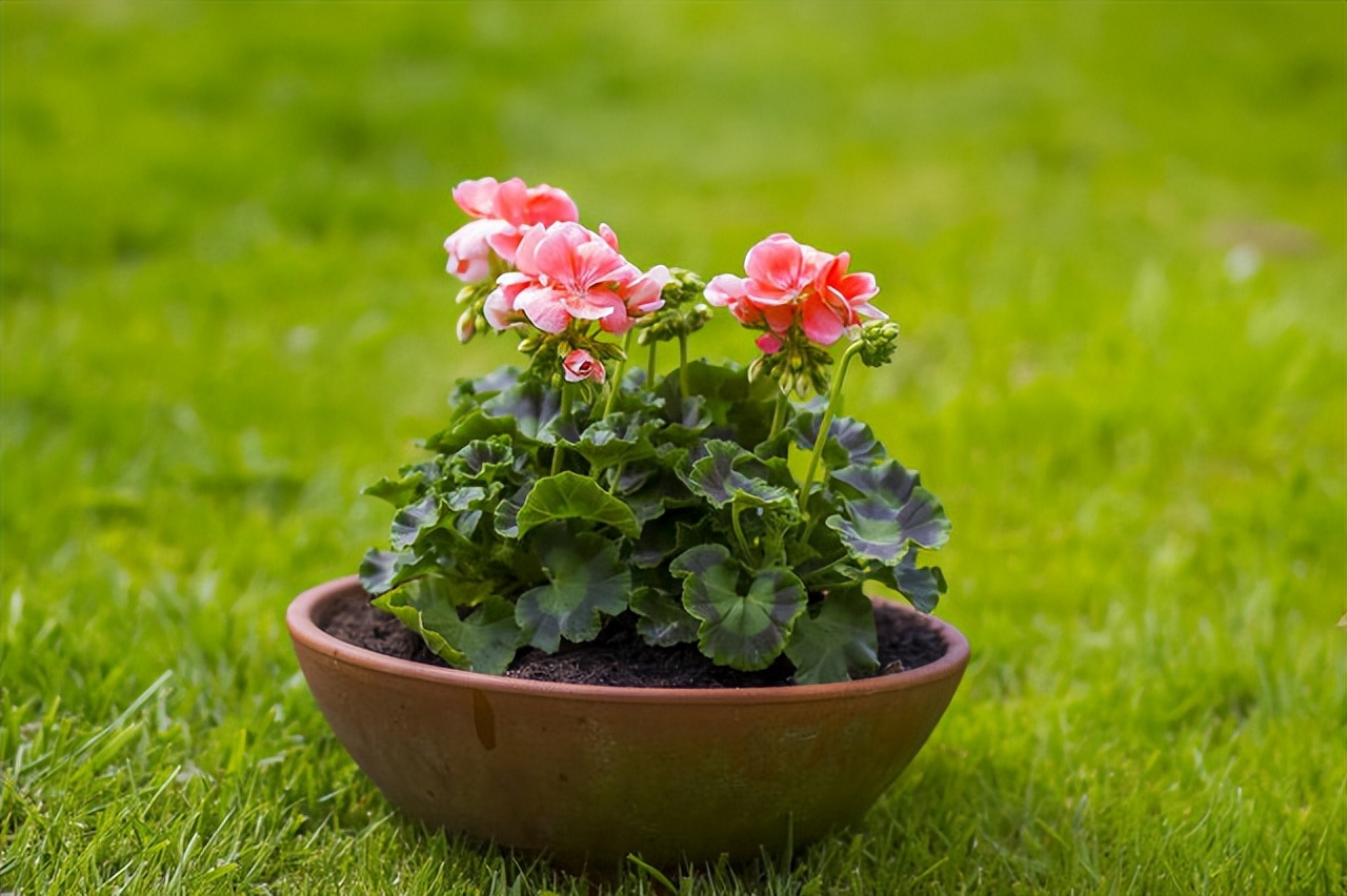 Geranium, "like dry" or "like water", many people get it wrong, no ...