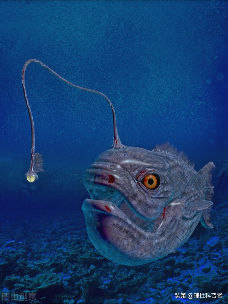 What is the organ of the lanternfish's body that emits light? The ...