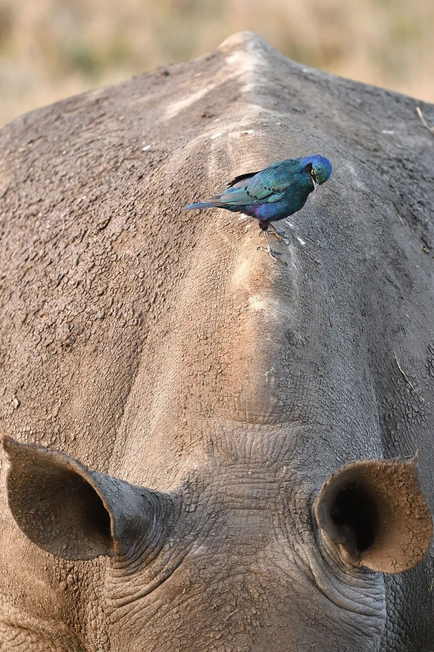Discover the wonderful symbiotic relationship between rhinos and rhino ...