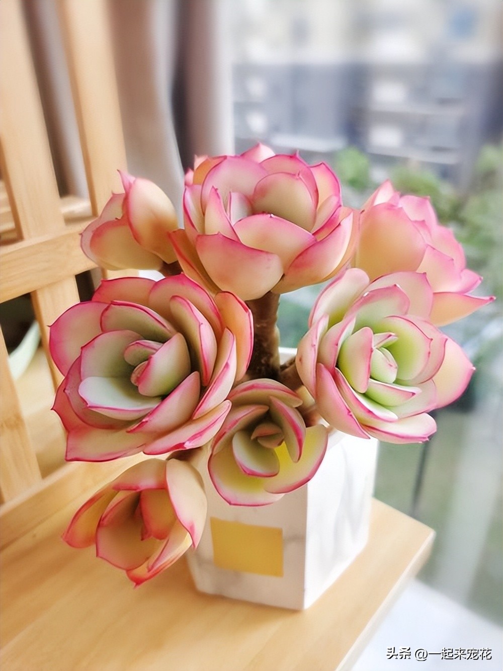 Share a fairy-like succulent plant, known as Paramela, which is easy to ...