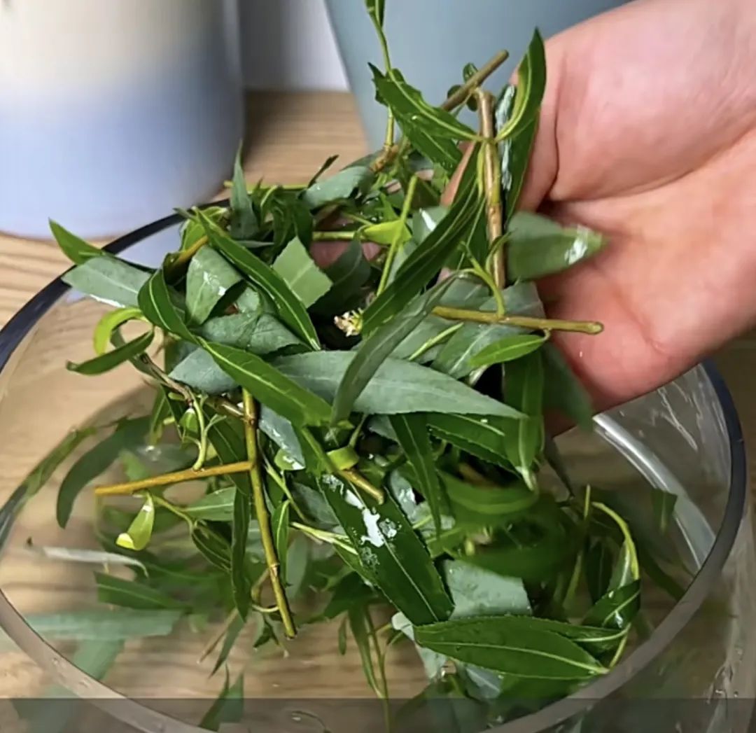 The rooting of the cuttings is slow, use some condiments, and the white ...