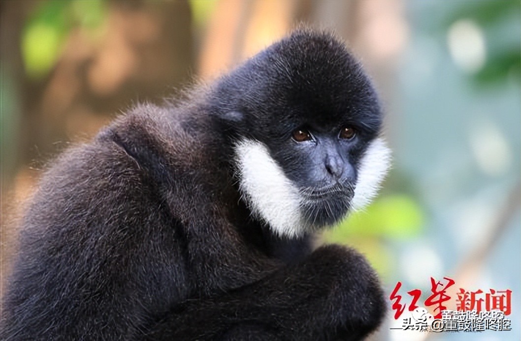 Gibbons that are extinct in the wild can be artificially bred to ...