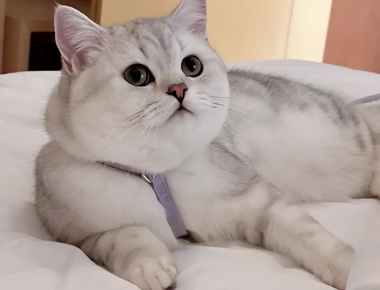 Summer is cool, skin care tips for silver gradient cats! - iNEWS