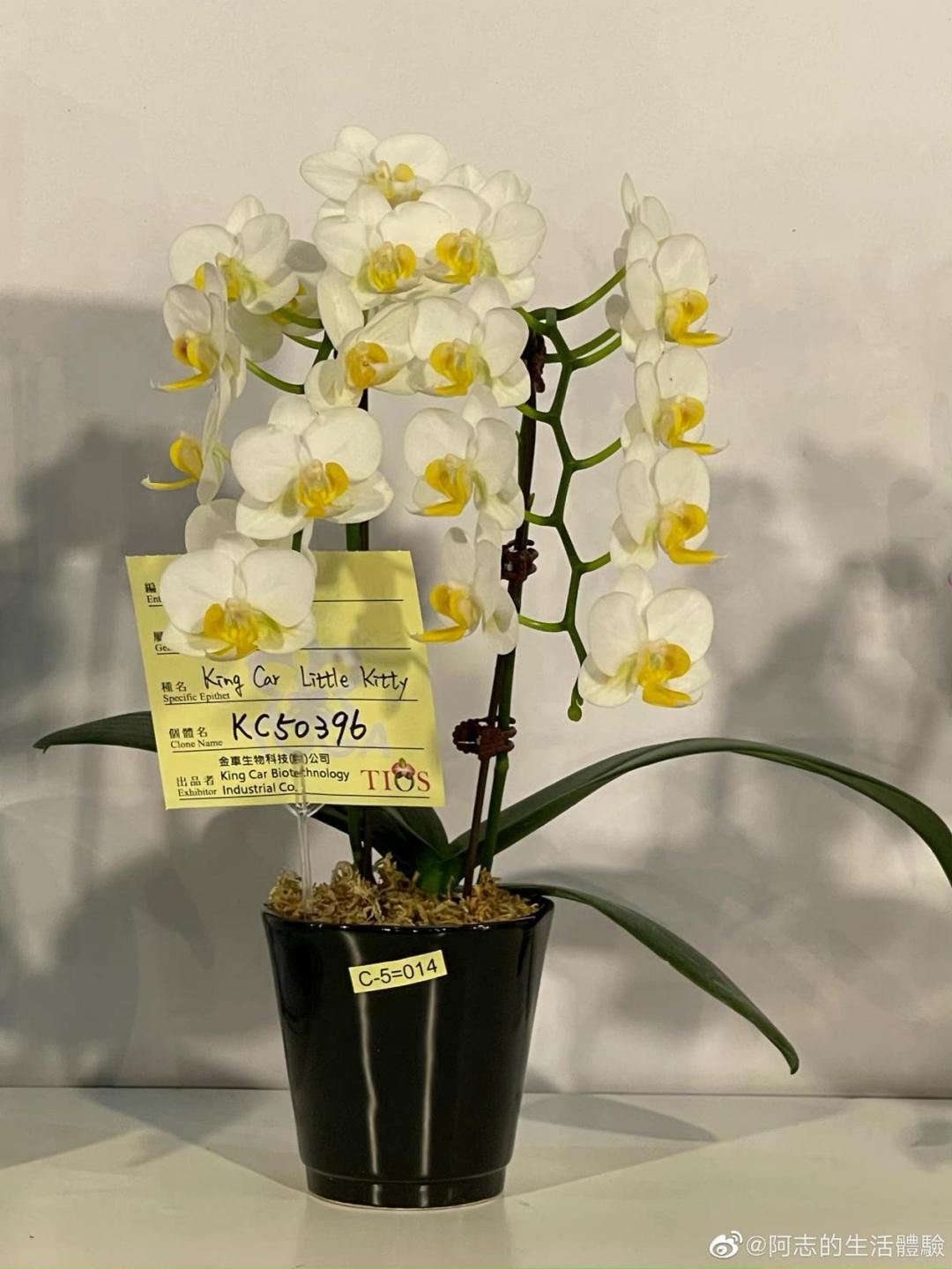 The International Orchid Show is back on stage!The overall champion ...
