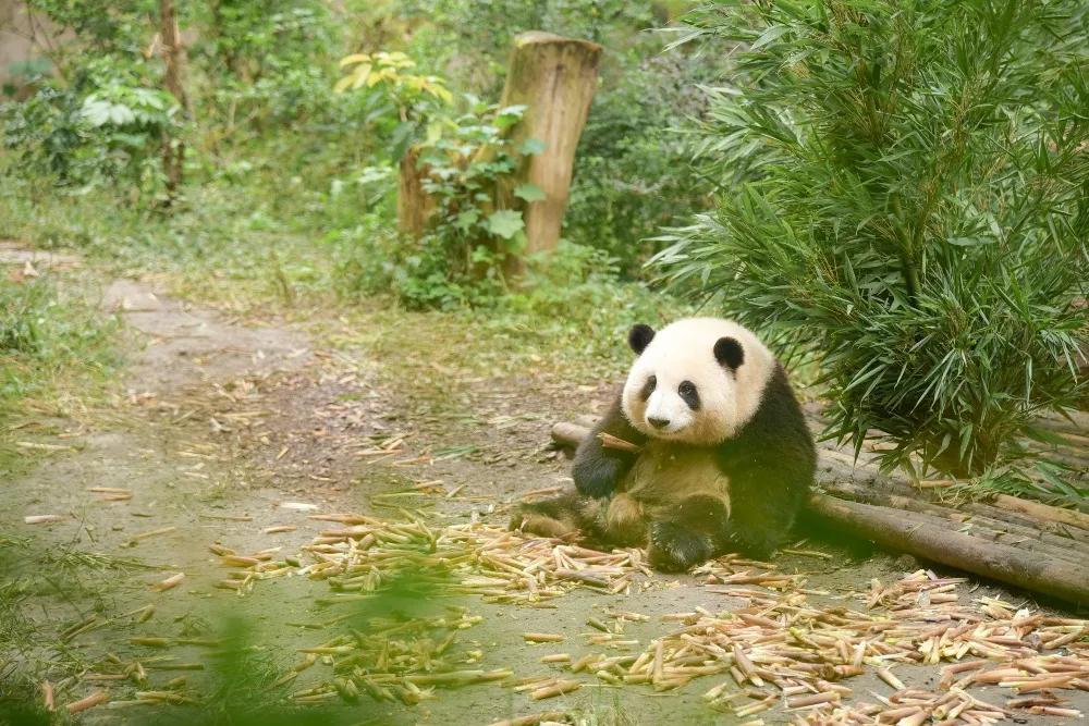 The popularity of the panda "He Hua" is overwhelming, and the family ...