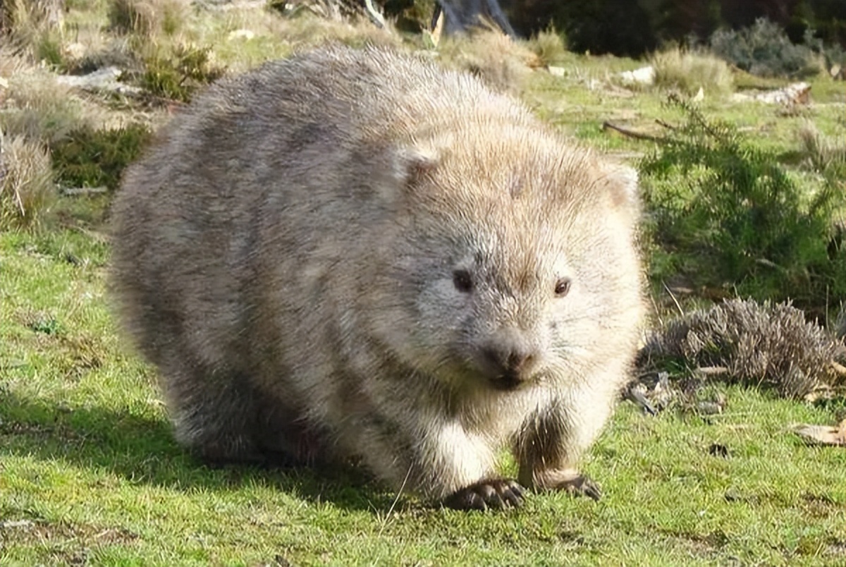 Wombat and koala stupidly confused? In fact, just look at their poop ...