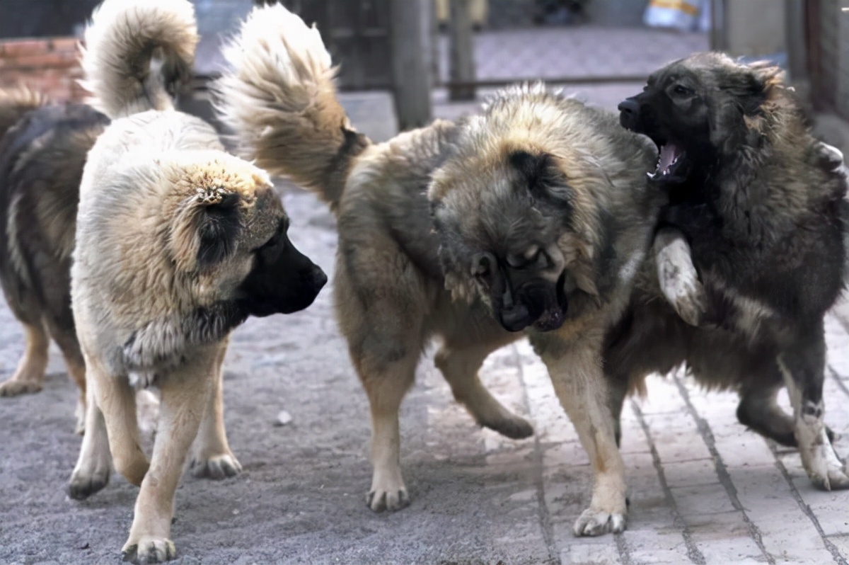 The seven "big dogs" in the world, each one is very scary, and the ...