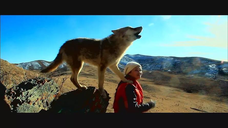 "Return to the Wolf Pack" The little wolf was raised by humans ...