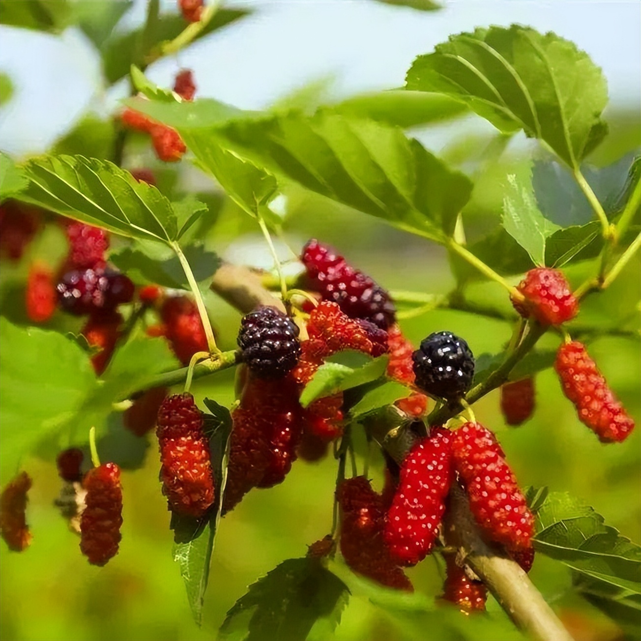 Take you to identify mulberries - iNEWS