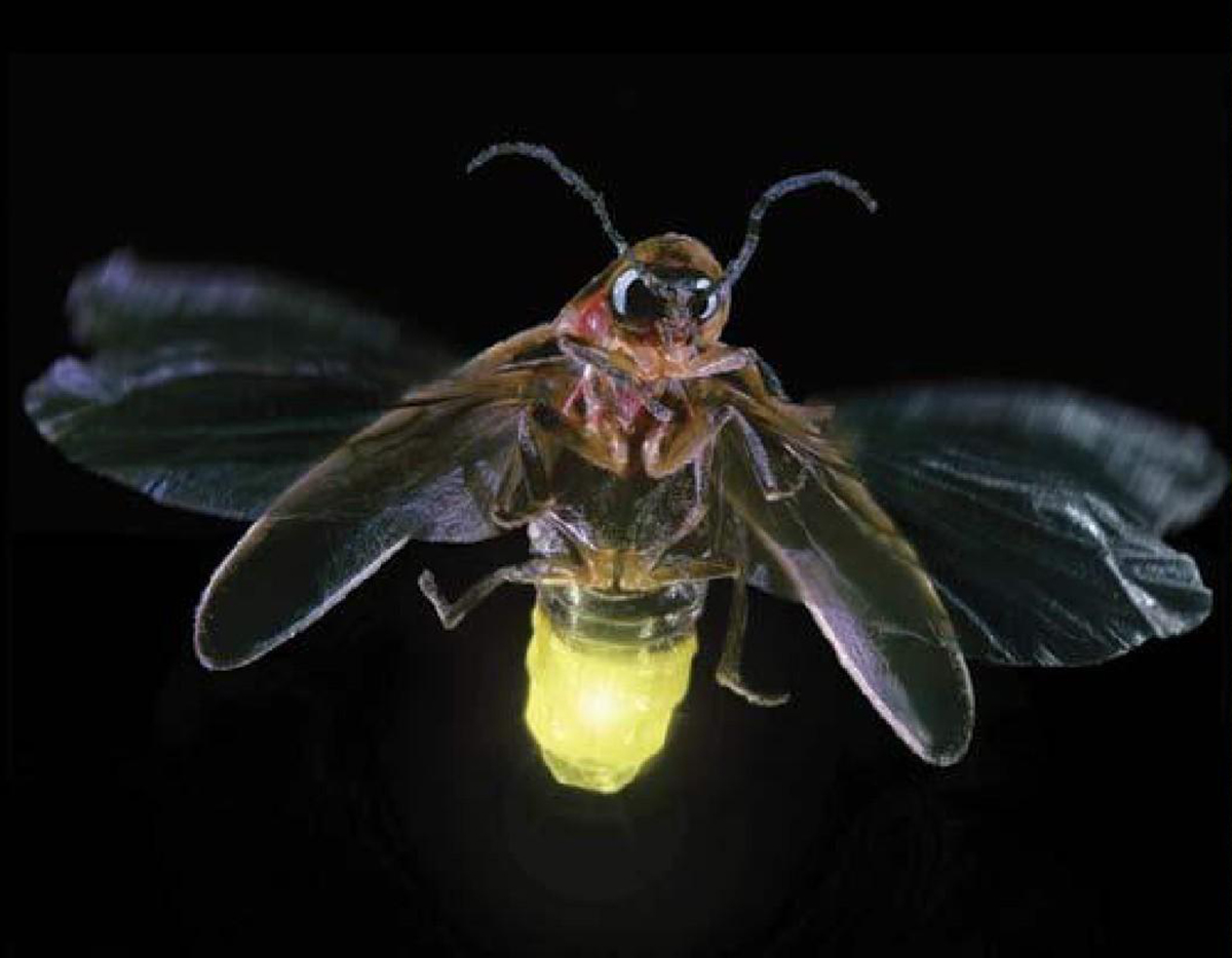 Decades ago, you could always see fireflies all over the mountains and ...