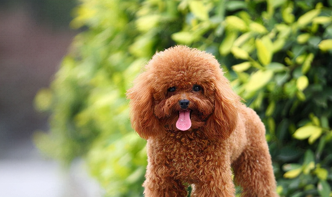 Do you know the difference between a poodle and a teddy, what color is ...