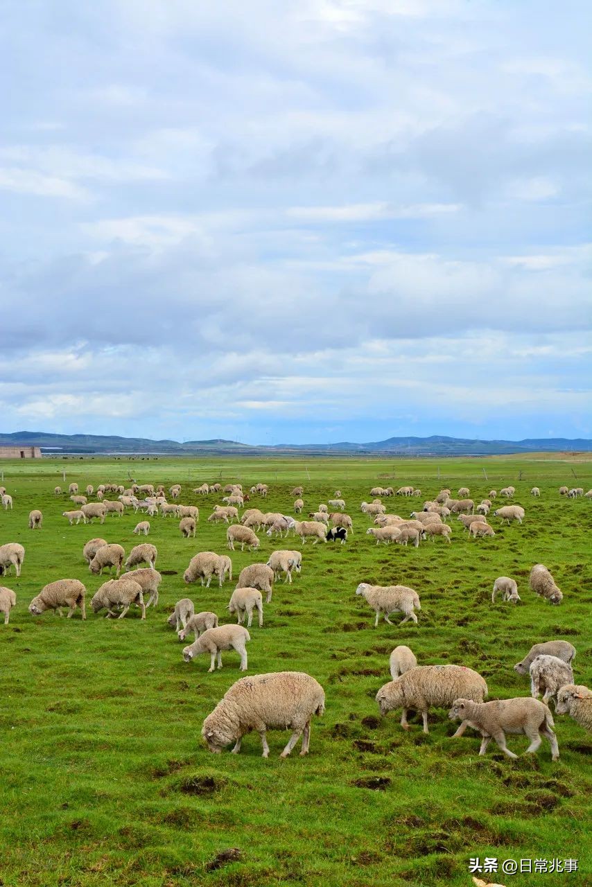 Where is the best mutton in China? - iNEWS