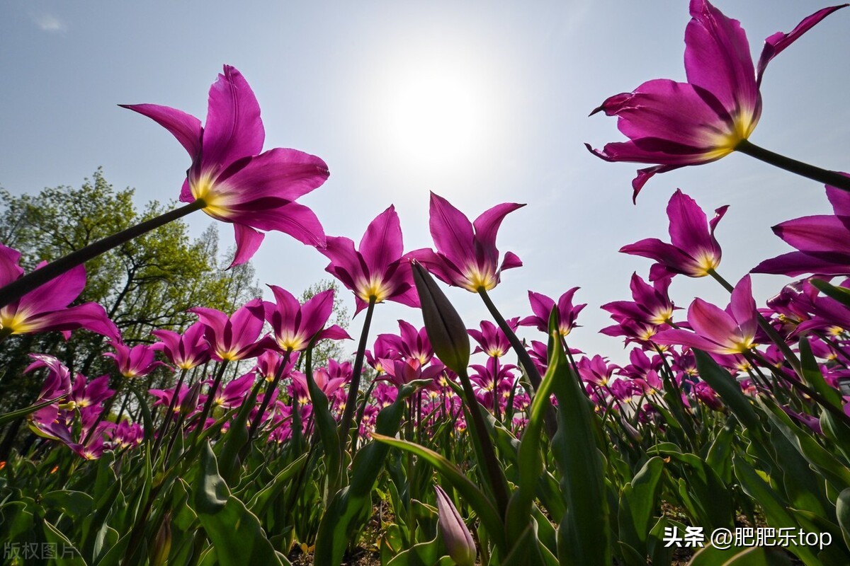 The tulips in Xingqing Palace Park in Xi'an, Shaanxi are blooming, and ...