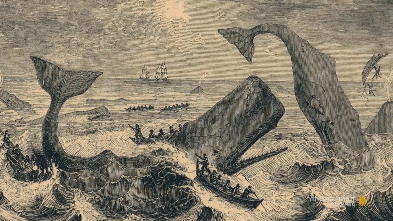 "Moby Dick": Where is the balance of good and evil in the ocean, beluga ...