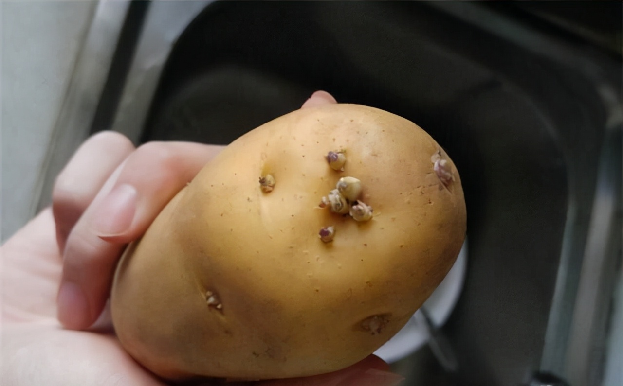 Can sprouted potatoes be eaten?Many people keep getting it wrong, and ...