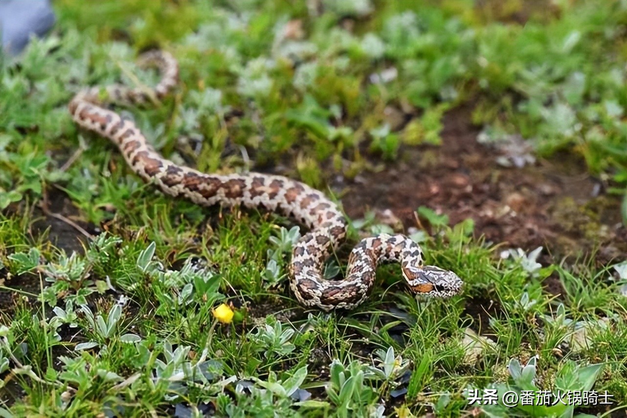 Red-spotted alpine pit viper: China's highest-altitude venomous snake ...