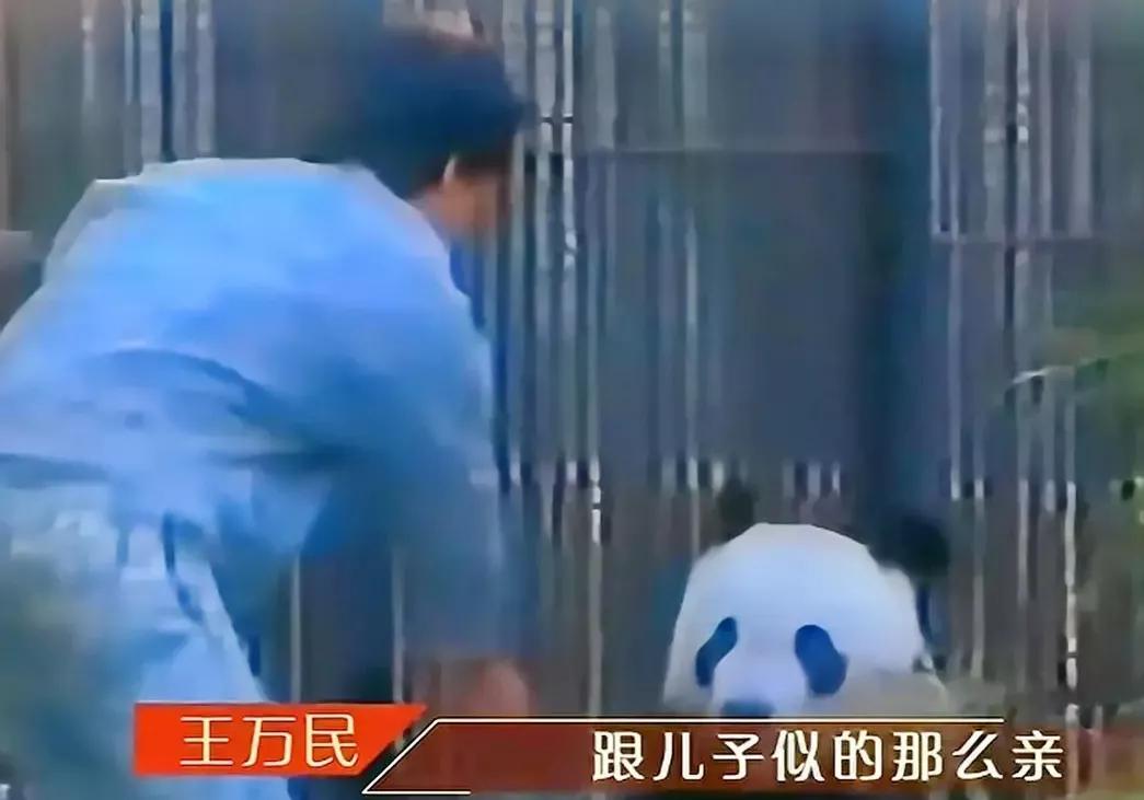 The meritorious giant panda Liangliang, without him, there would be no ...