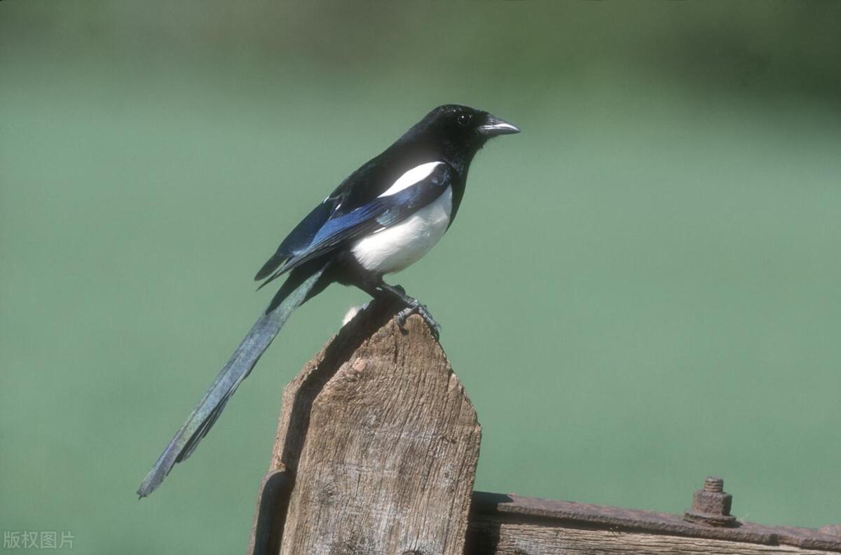 Magpies: The Evolutionary History of Mysterious Legends, revealing the ...