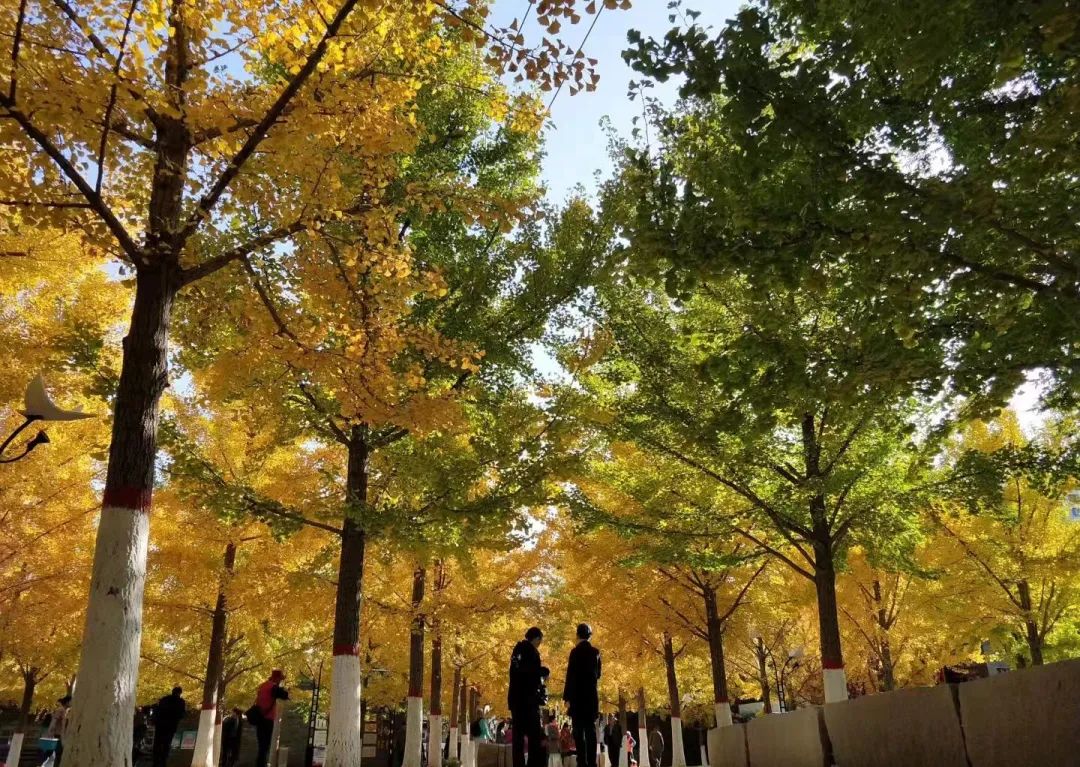 Full of golden!Follow the camera and enjoy the beautiful ginkgo ...