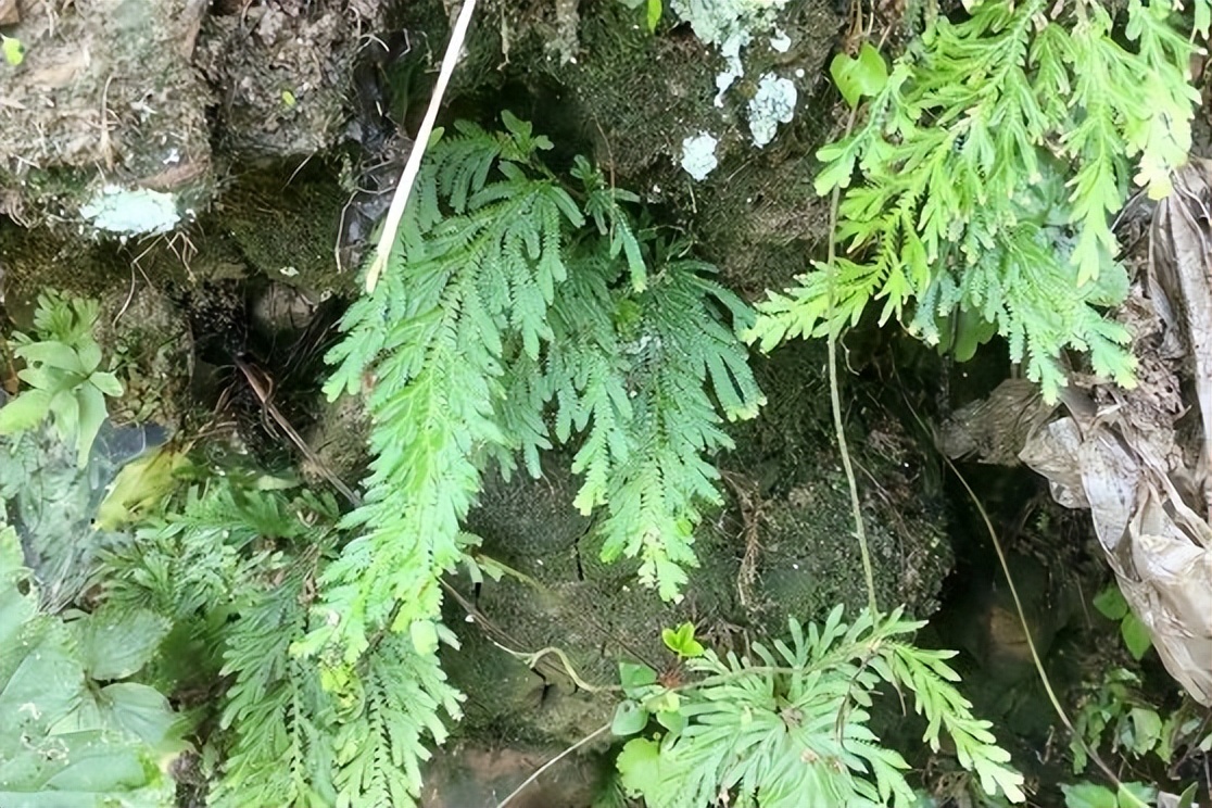 Sanfeng Zhenren's "immortal grass" - Shishang Cypress, clears heat and ...