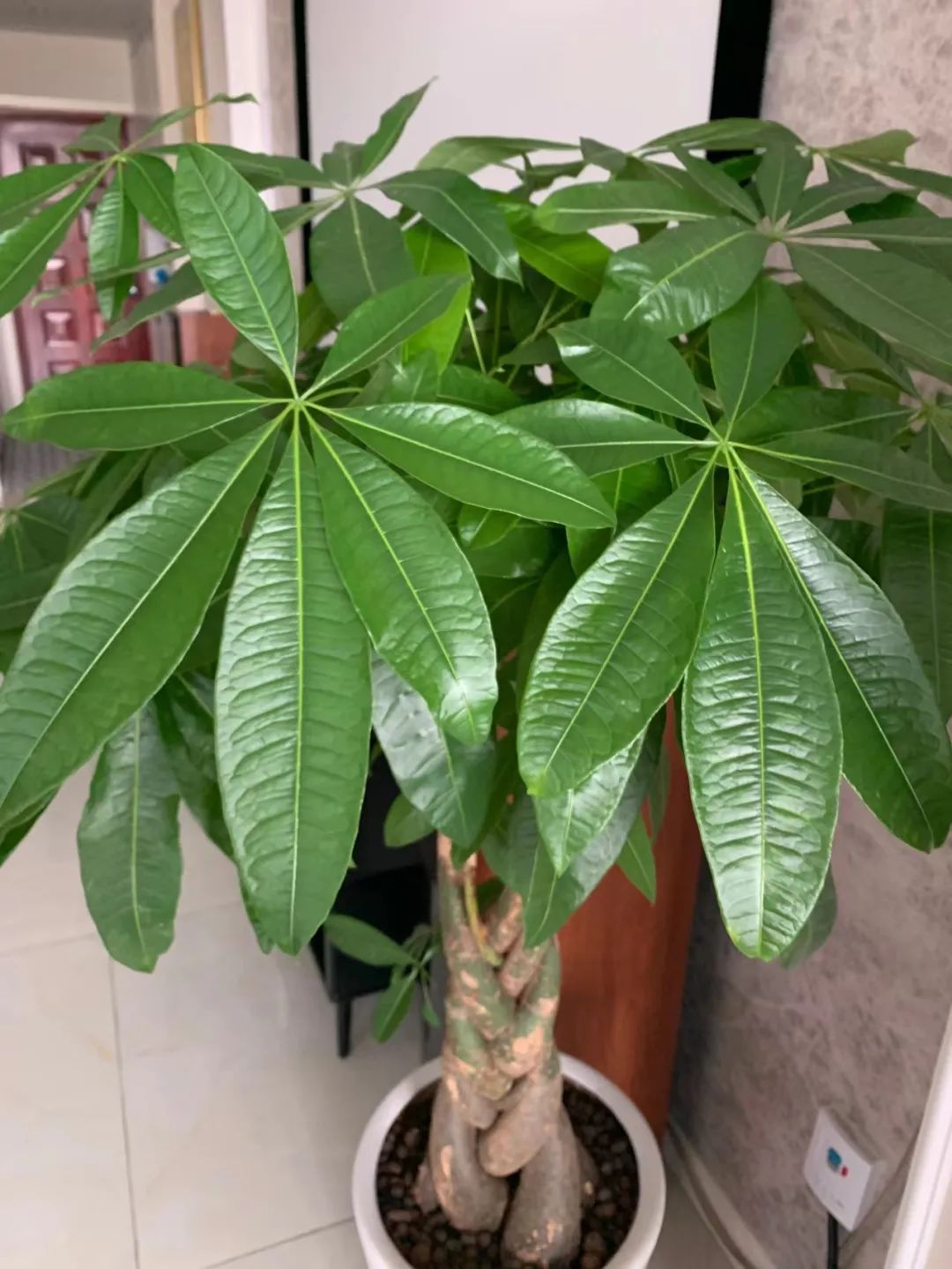 Want to make a fortune tree thrive? These four mistakes must be avoided ...