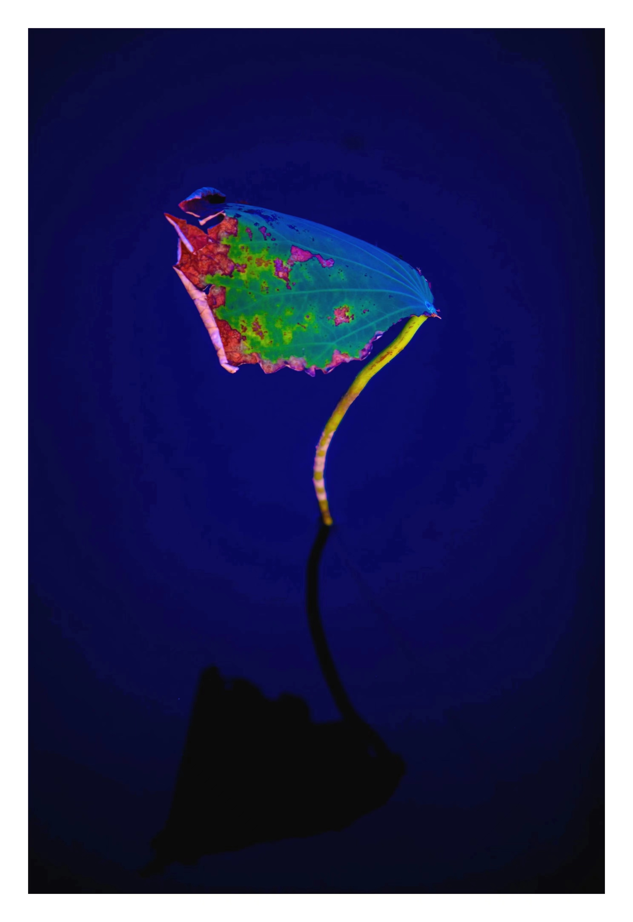 Mr. Liang Hong's photographic works - Residual Lotus No. 10 - iNEWS