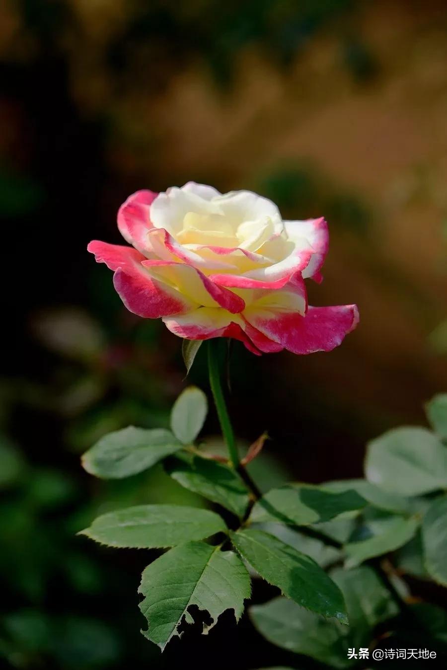 "Roses about to give birth on the street" (miniature modern rhyme) - iNEWS