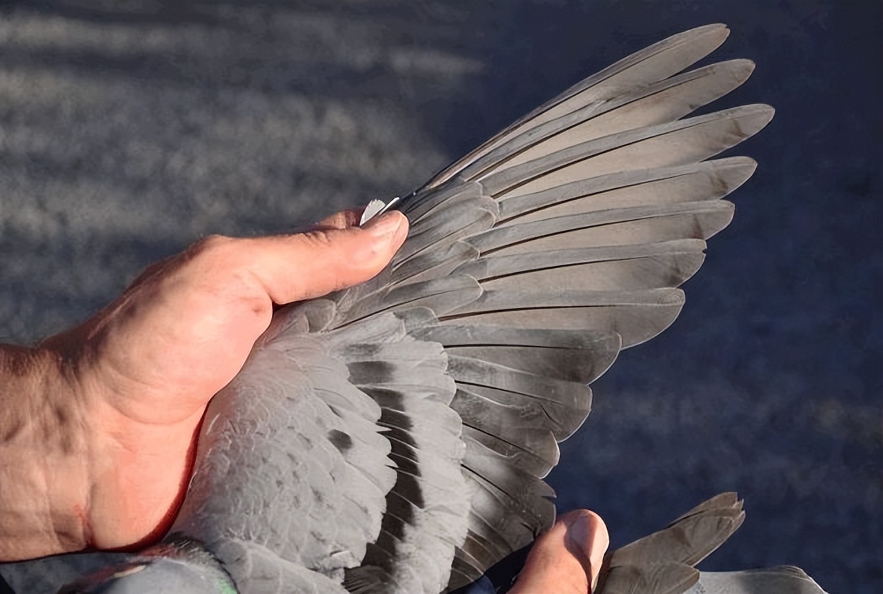 The wings of top fast pigeons have these characteristics - iNEWS