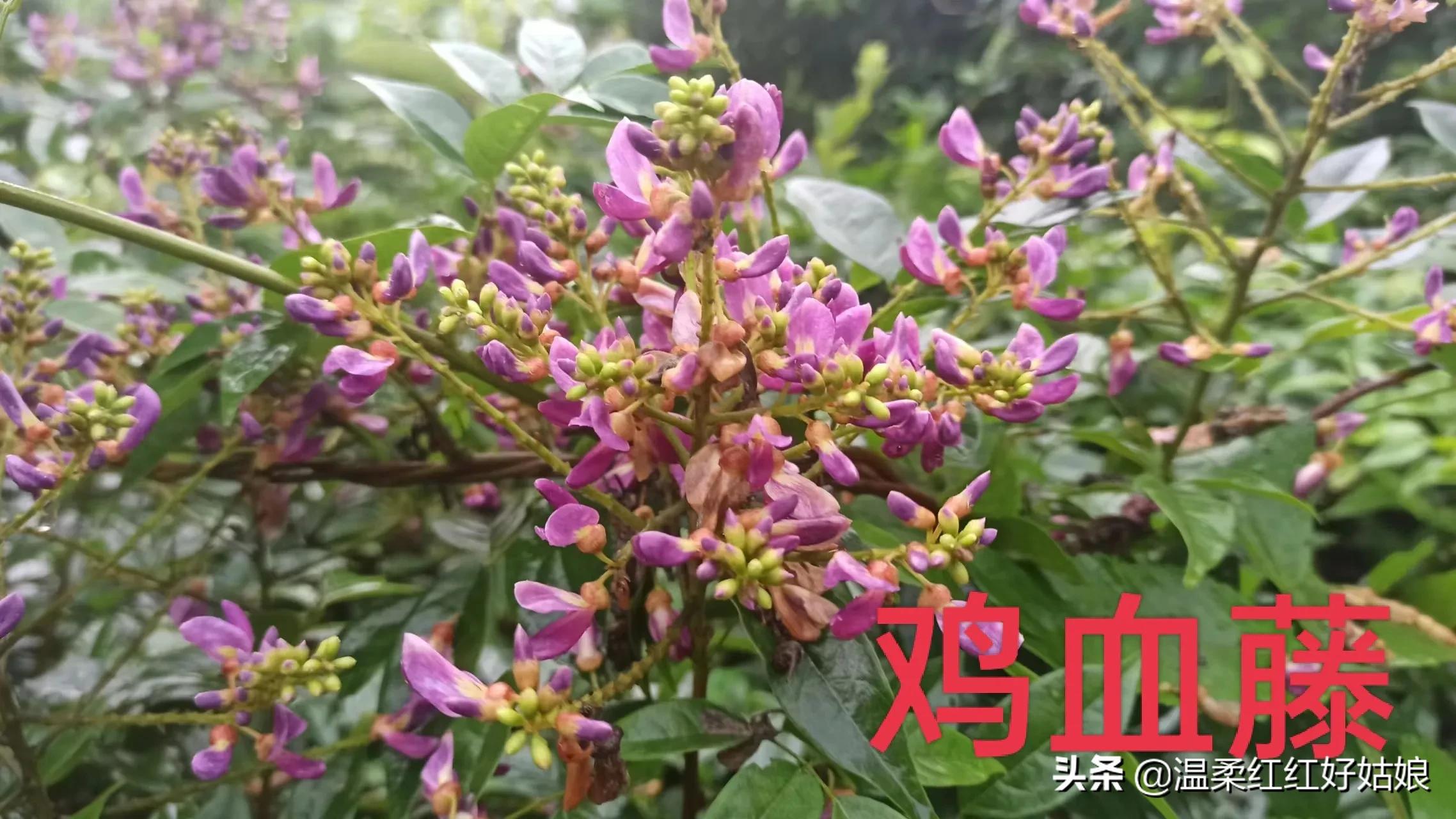Chicken blood vine was found in Hunan, let's see where it was found ...