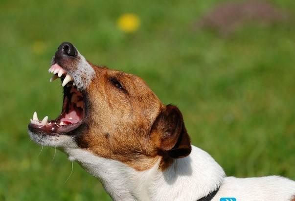 Is the abnormal behavior of animals really a warning of an earthquake ...