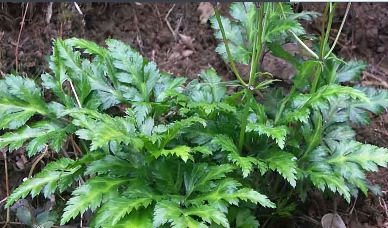 Take you to identify coptis - iNEWS