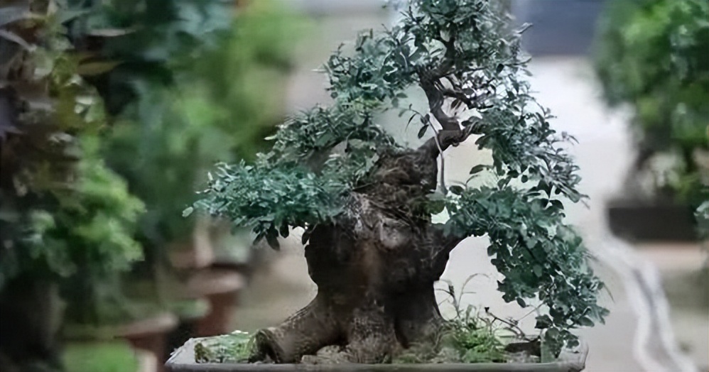 2 kinds of precious bonsai trees, high ornamental value and high value ...