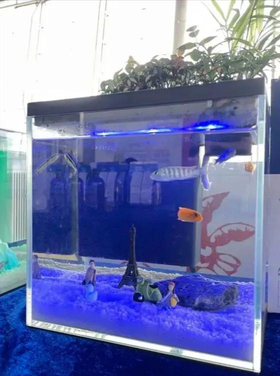 How to choose the right finished desktop fish tank! - iMedia