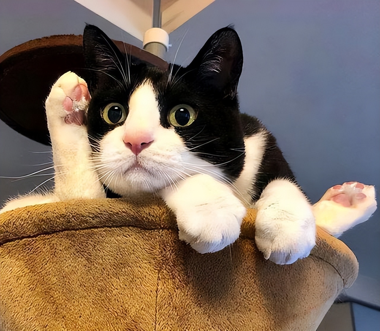 Cats with these characteristics are all "good cats", and everyone who ...